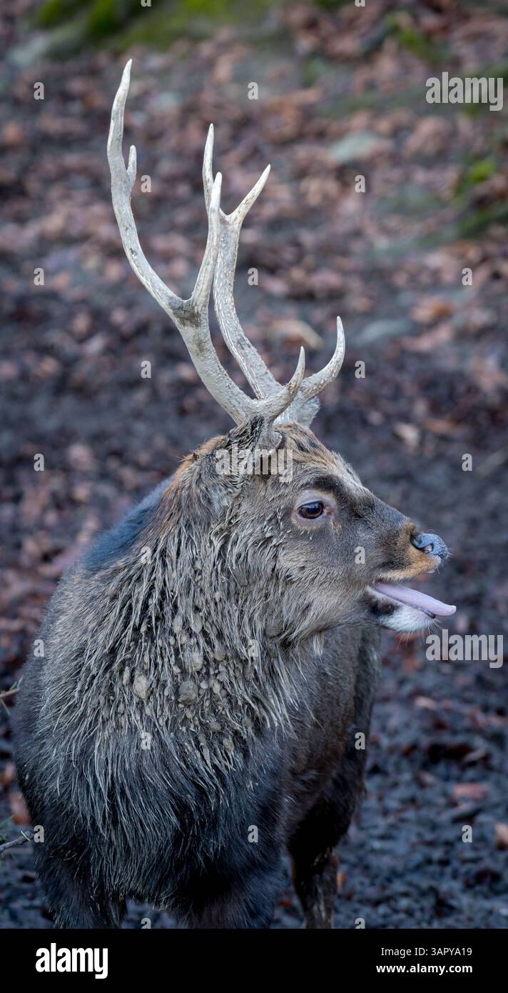 Deer with large antlers hi-res stock photography and images - Alamy
