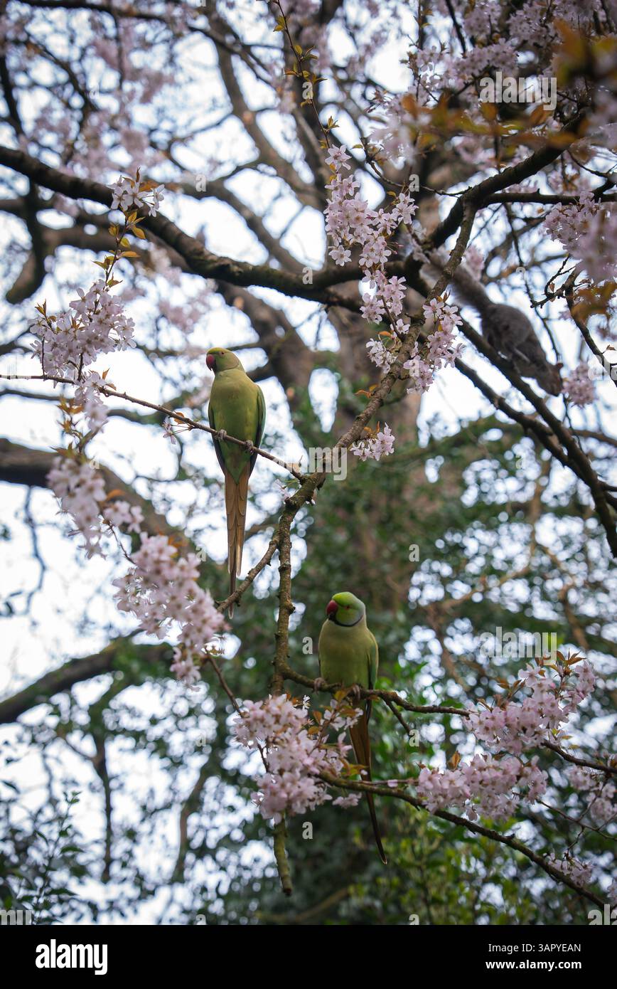 Two vibrant parakeets hi-res stock photography and images - Alamy