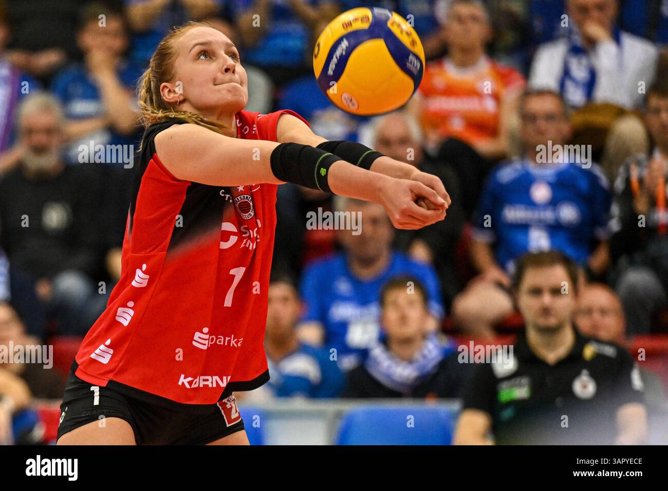 DVL, Volleyball, 1. Bundesliga, Damen, Saison 2024/25, Playoff ...