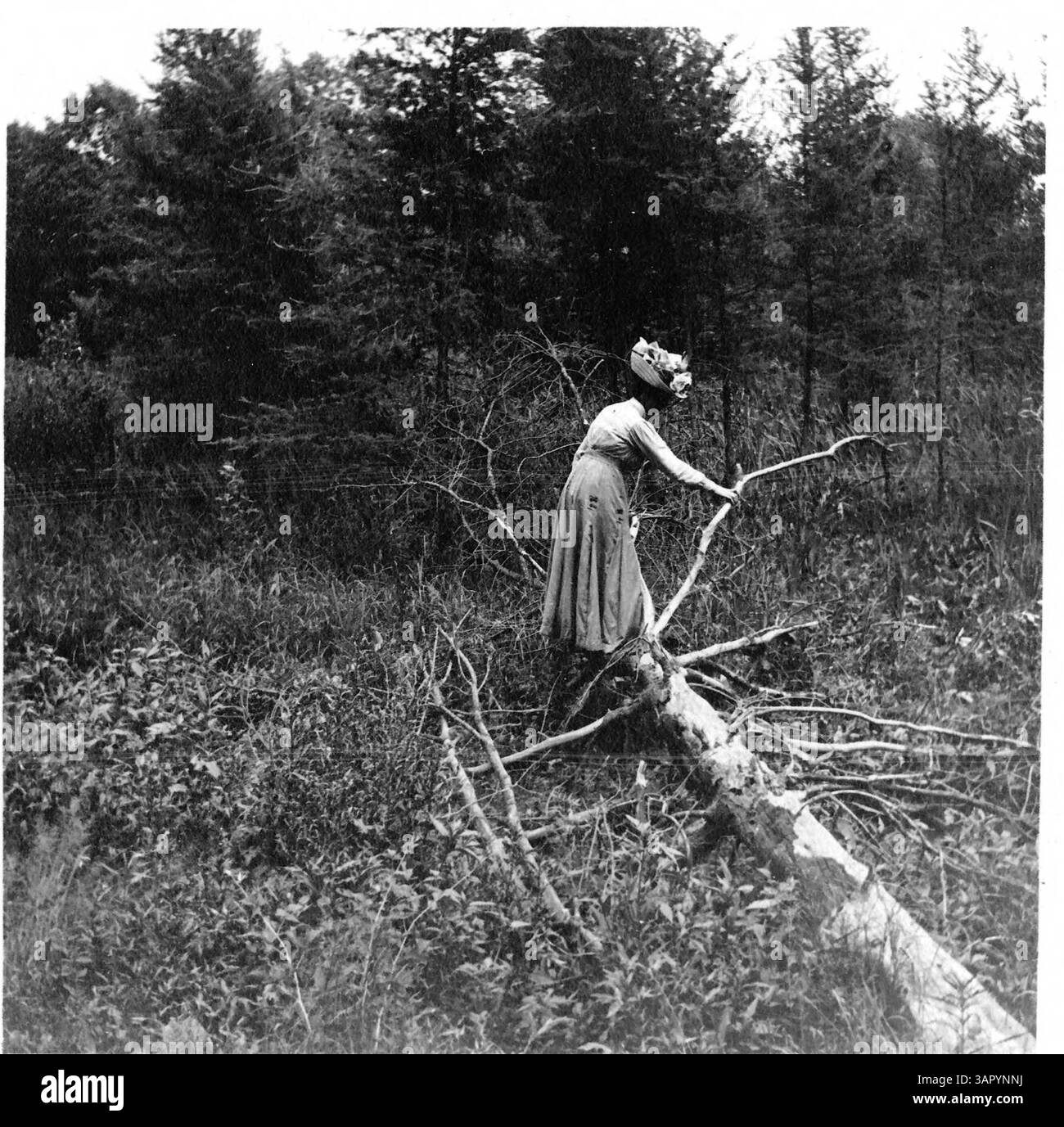 Swamp setting Black and White Stock Photos & Images - Alamy