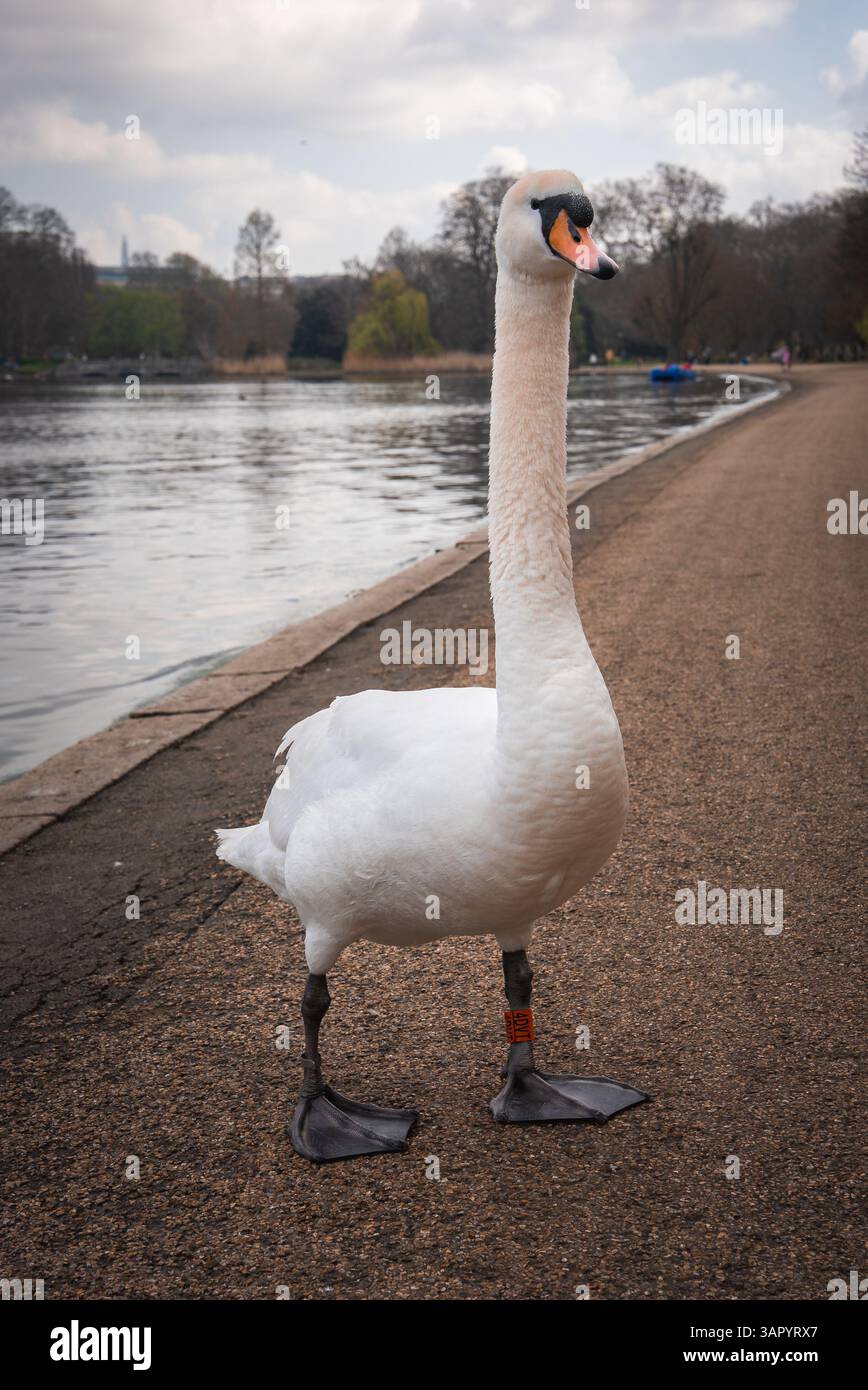 Swan Standing on Pathway by a Calm Lake in a London Park Stock Photo ...