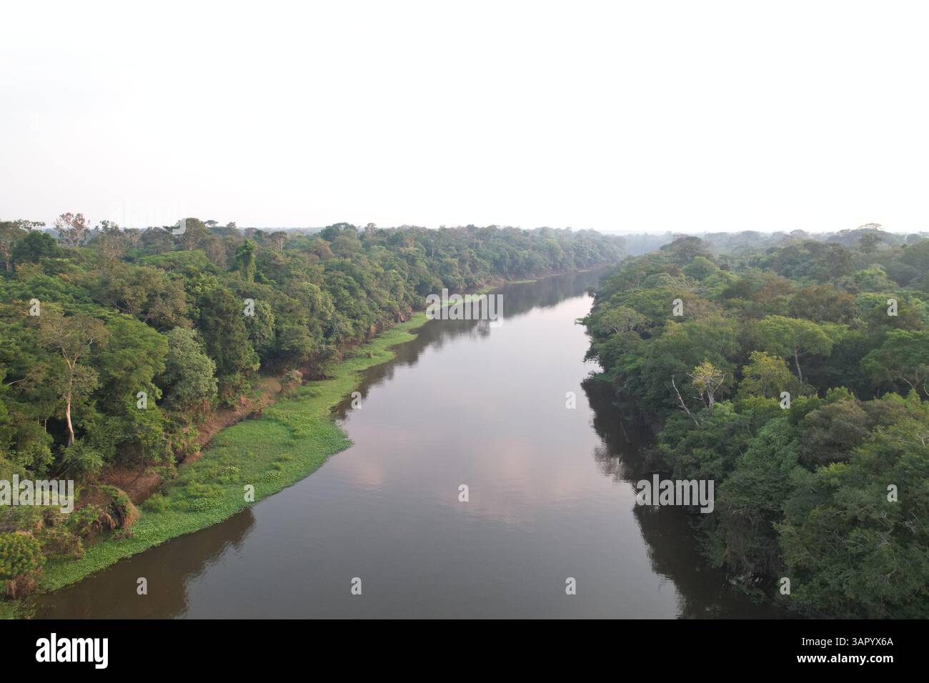 Lush green rainforest along a calm river in the Amazon region during ...