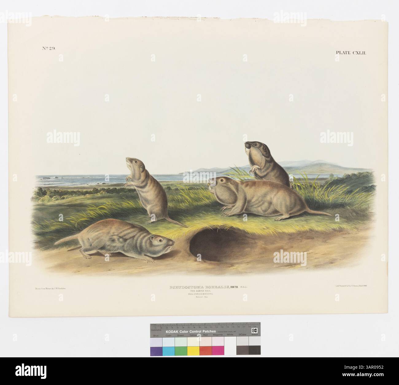 The Camas Rat (Pseudostoma Borealis) illustration depicts the male ...