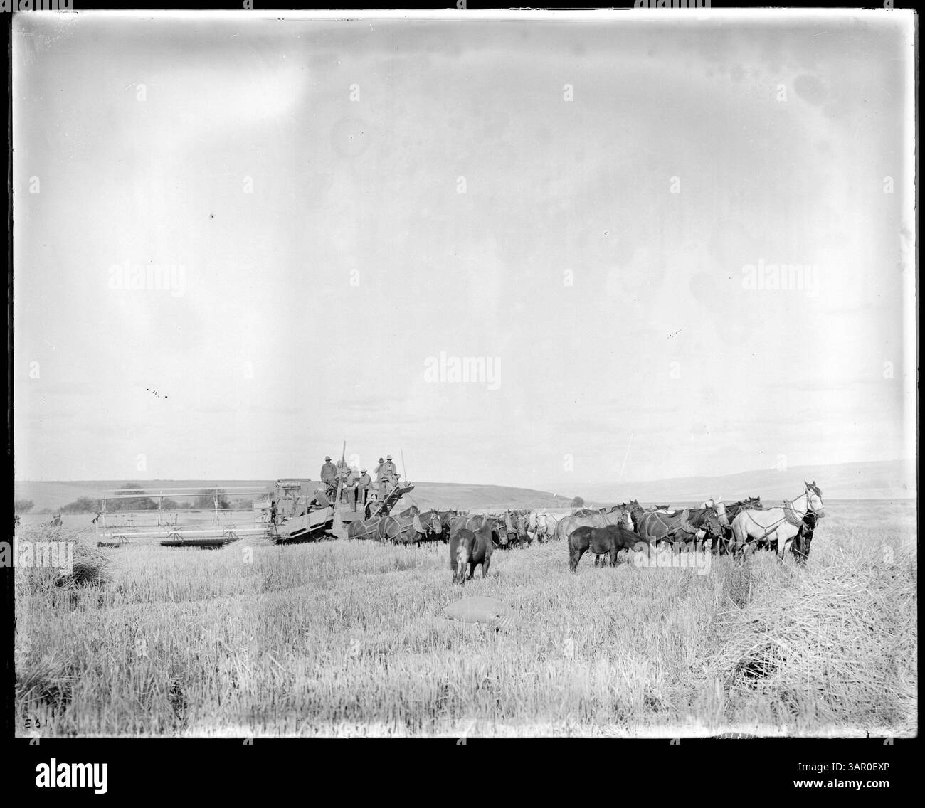 This photograph shows Hamilton and Crow's horse-drawn combines ...