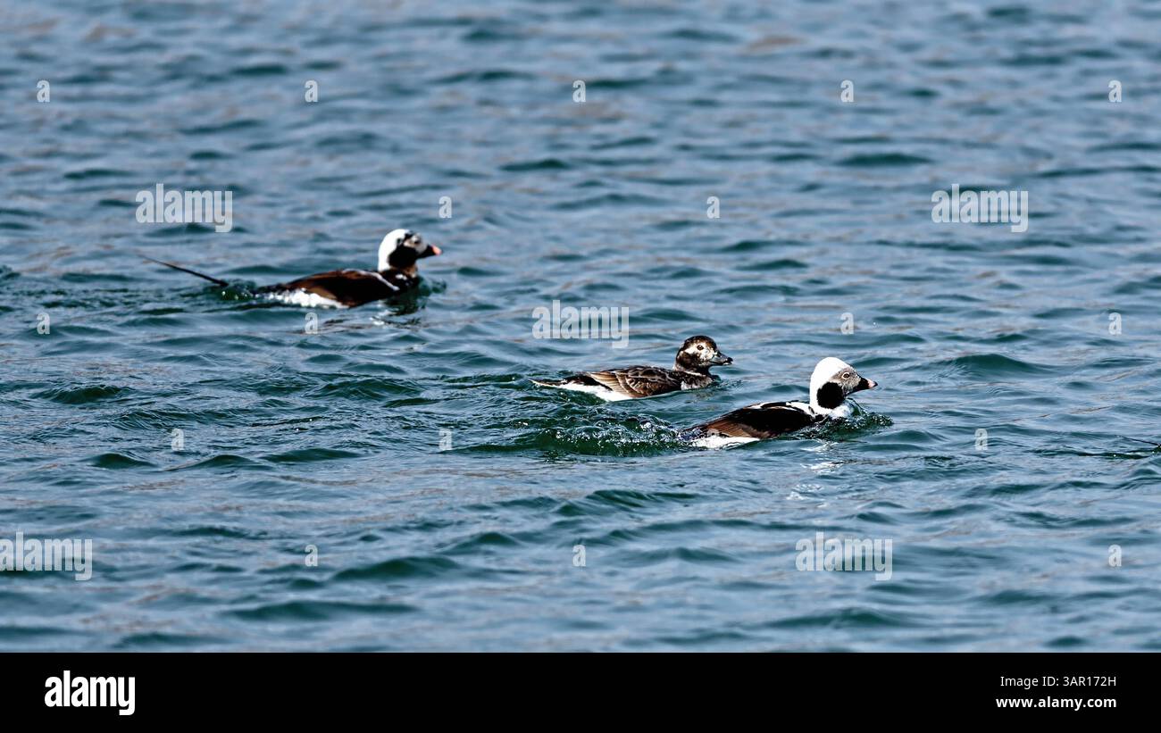 Two striking male long-tailed ducks lead a female across rippling lake ...
