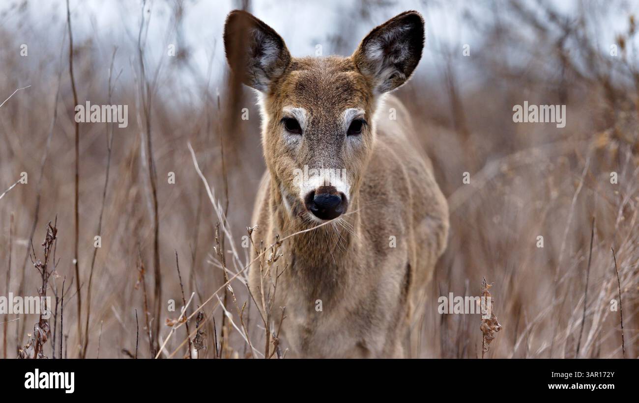 A curious white-tailed deer pauses among dry winter grasses in Toronto ...