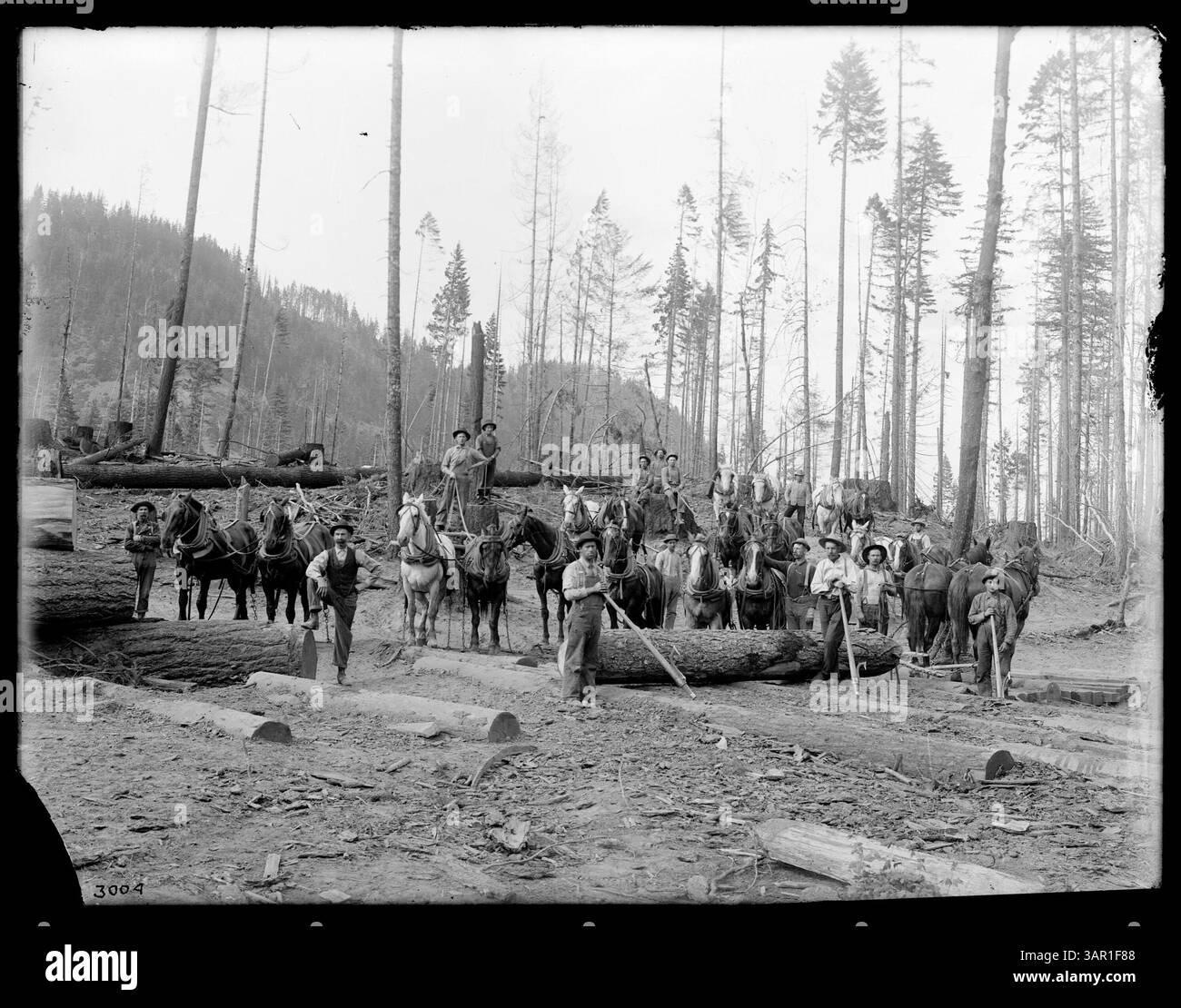 Lee Moorhouse's photograph shows loggers pulling logs out of the woods ...