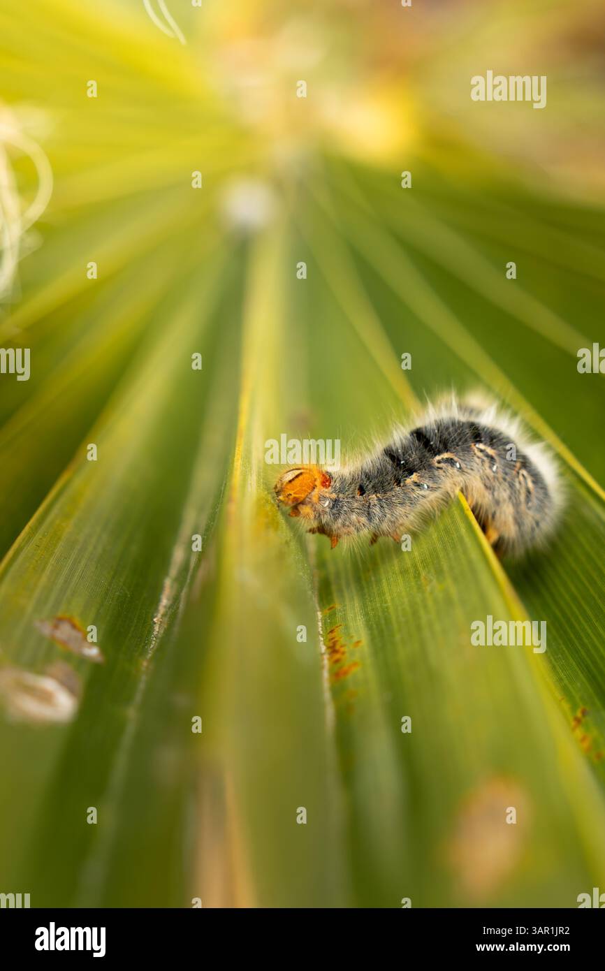 Furry caterpillar crawling along a vibrant green palm leaf in natural ...