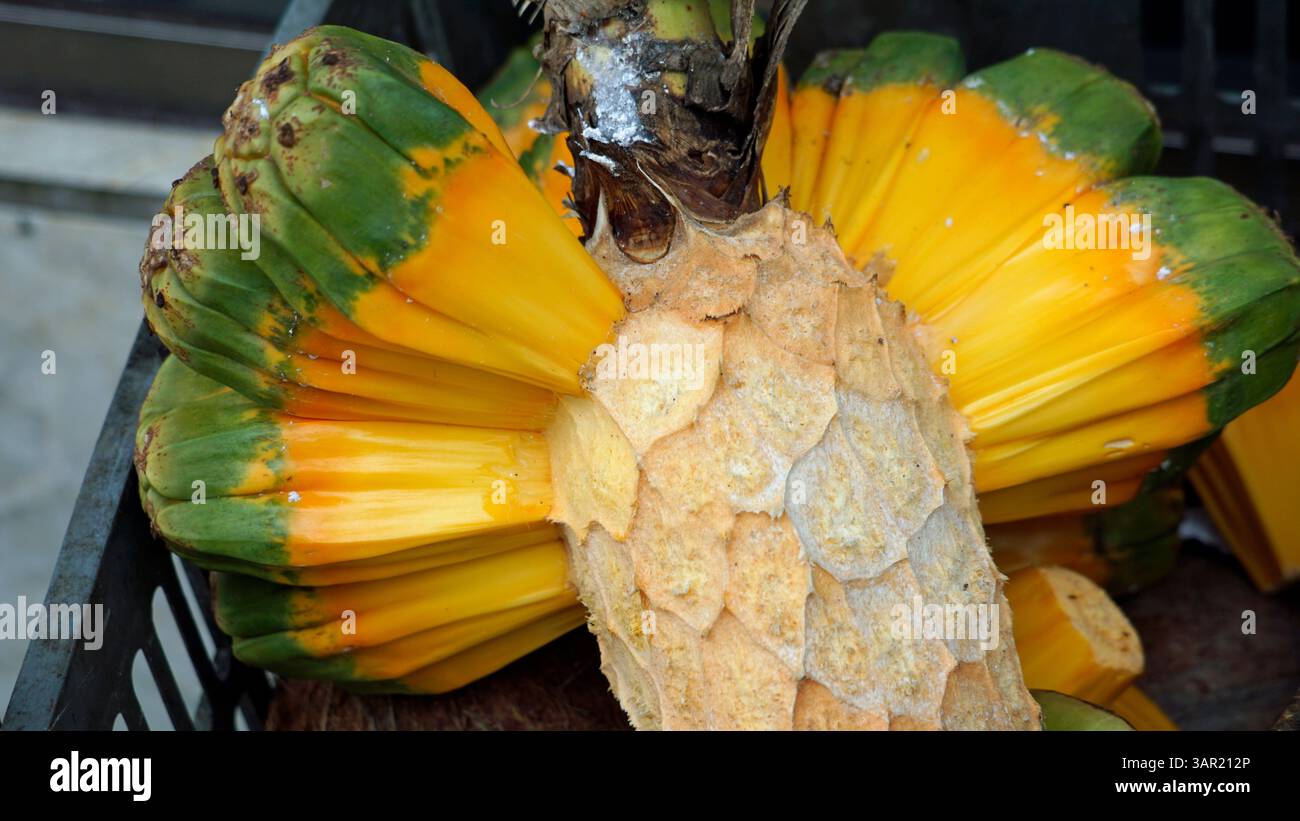 exotic ripe screw pine fruit on the maldives Stock Photo - Alamy