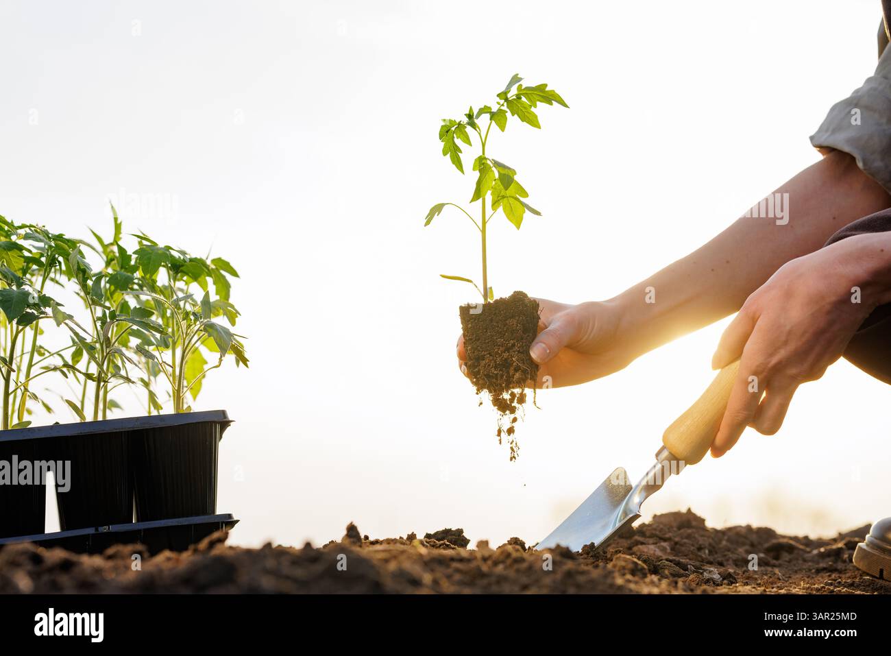 Farmer holding a tomato seedling and trowel, preparing to plant young ...