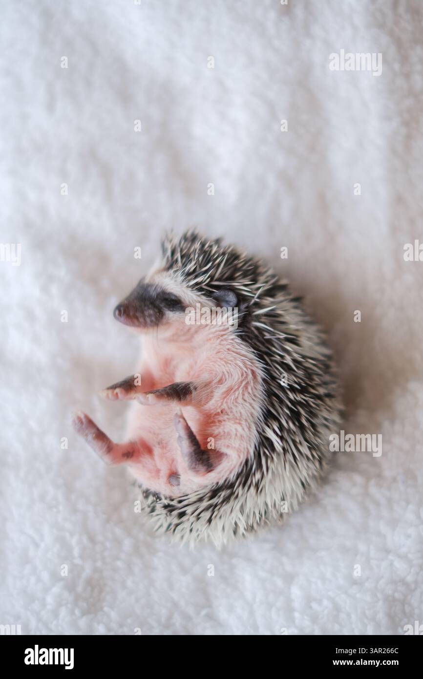 hedgehog on soft blanket.Prickly cute pet. Adorable Baby Hedgehog Lying ...