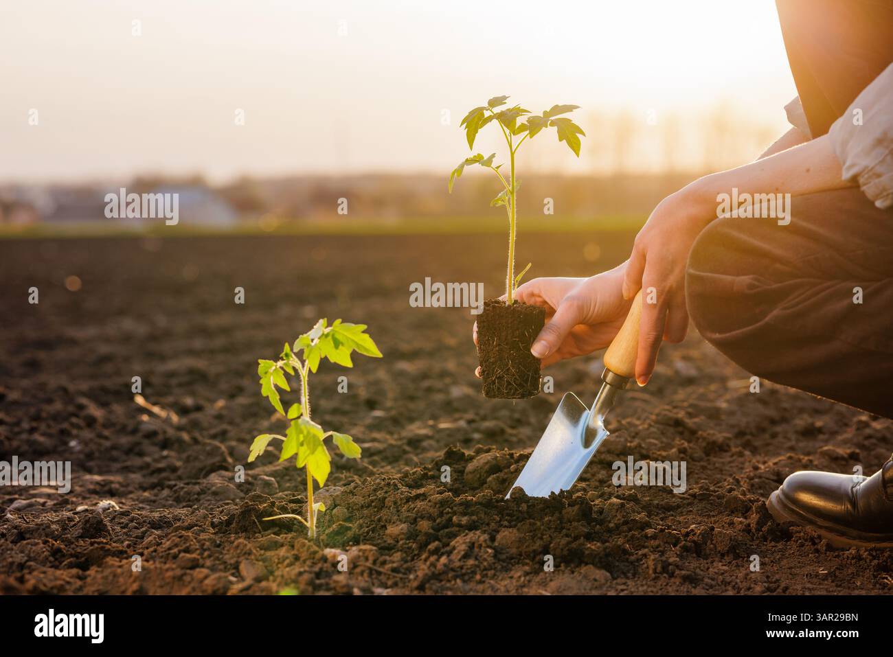 Gardener planting tomato seedling in open soil during sunrise ...
