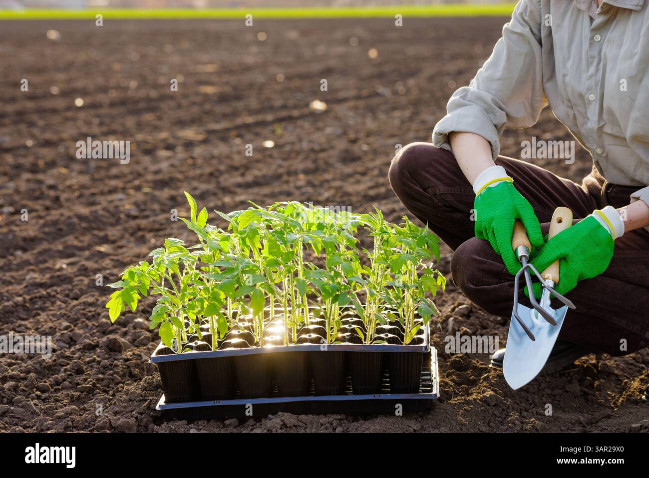 Gardener preparing tomato seedlings hi-res stock photography and images - Alamy