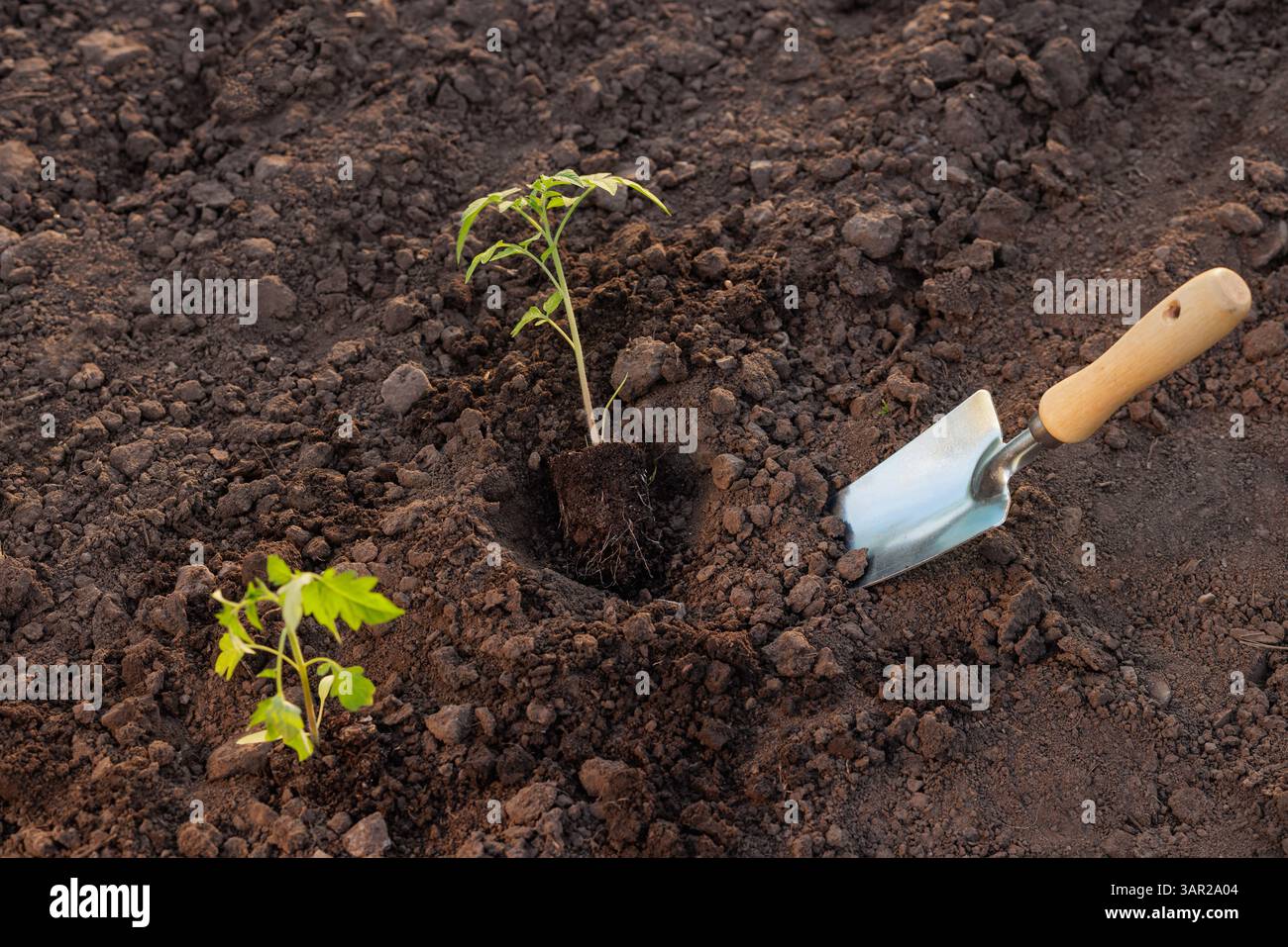 Tomato seedlings being planted in soil with a hand trowel, representing ...
