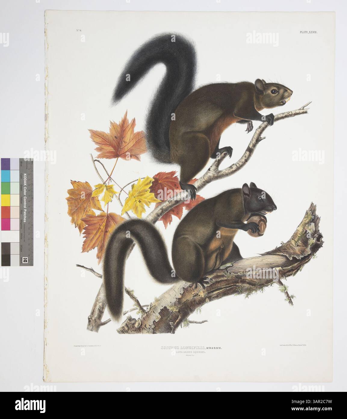 The Long Haired Squirrel (Sciurus longipilis) is depicted in natural ...