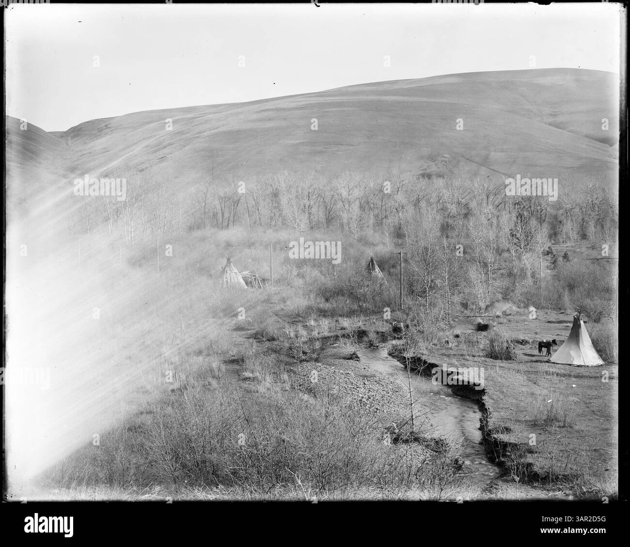 Native conifers Black and White Stock Photos & Images - Alamy