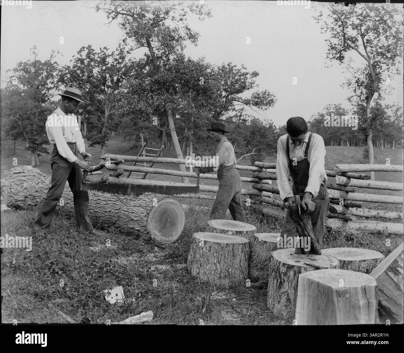A group of men uses a double-handled saw to cut down a tree. The image ...