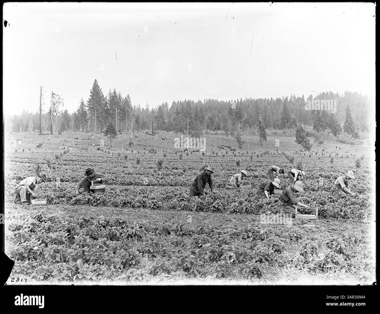 Photograph of a group of strawberry pickers in Hood River Valley. The ...