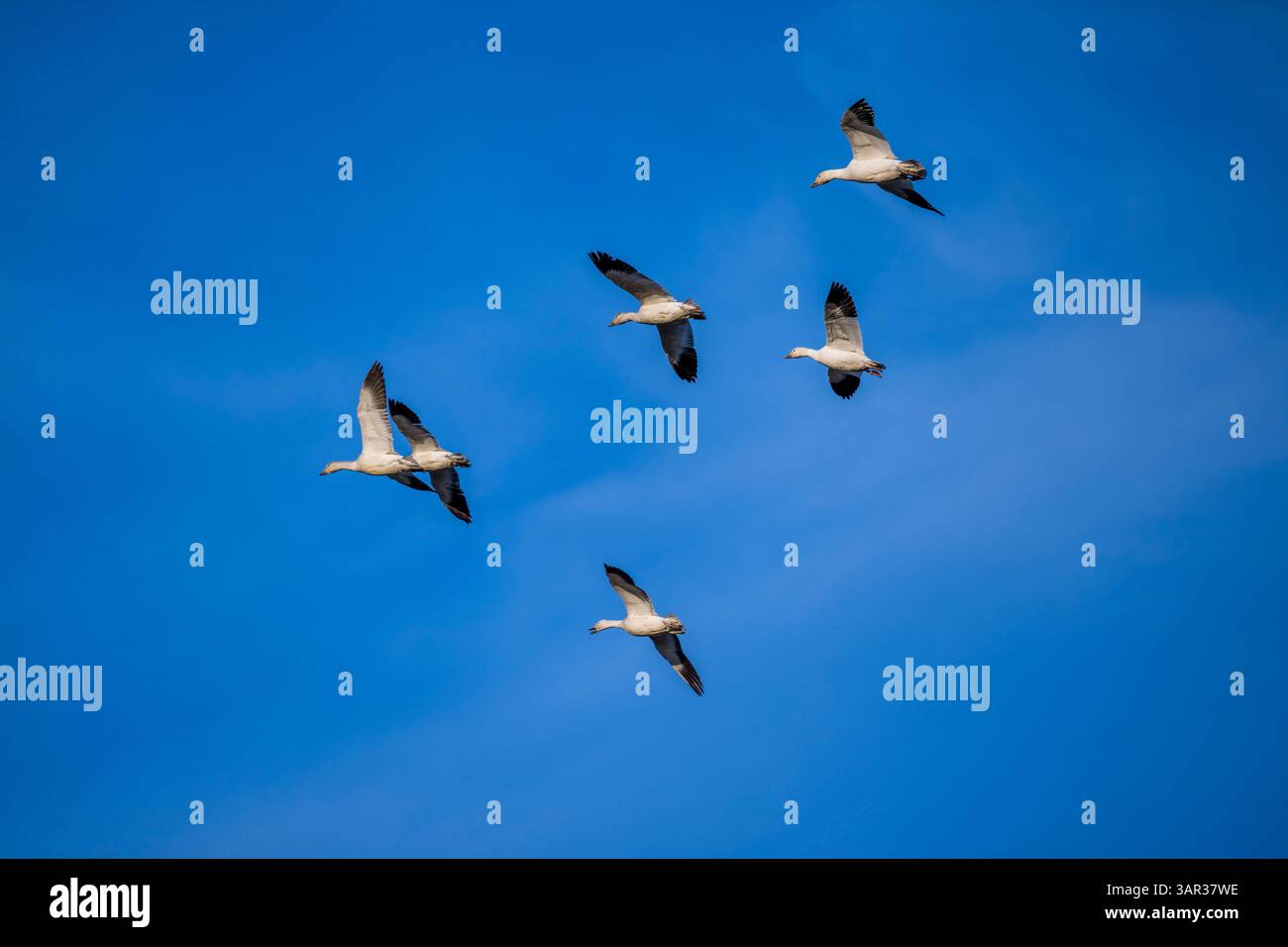 A flock of Snow geese (Chen caerulescens) is flying over the Skagit ...