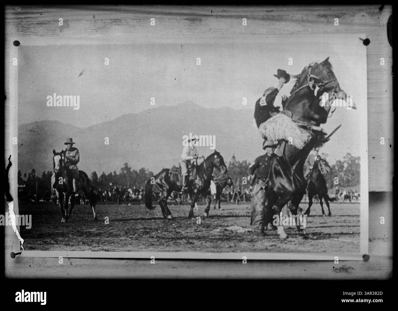 Photograph of a bronc rider in action, from the Lee Moorhouse ...