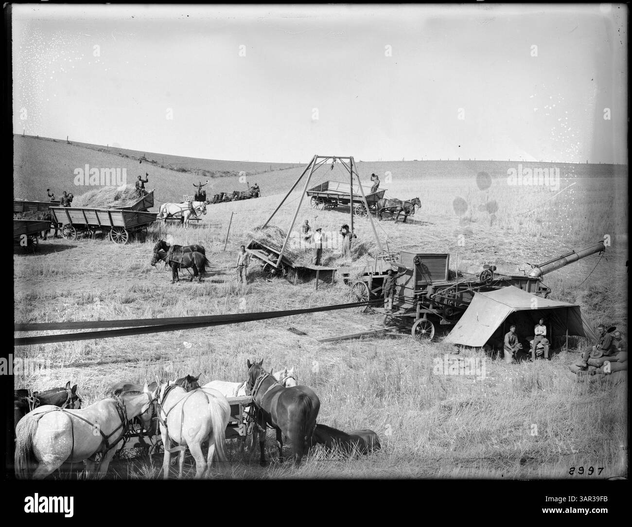 Photograph of a threshing crew working with a threshing machine and hay ...
