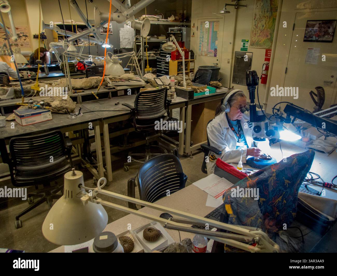 Staff and volunteers prepare specimens for research and display in the ...
