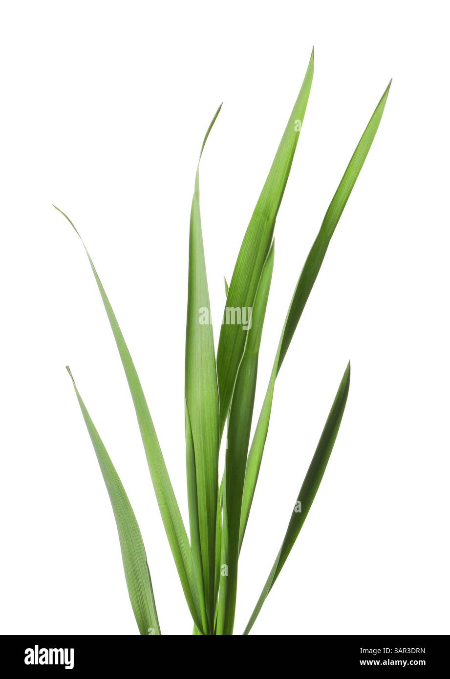 Blades of green grass isolated on white Stock Photo - Alamy