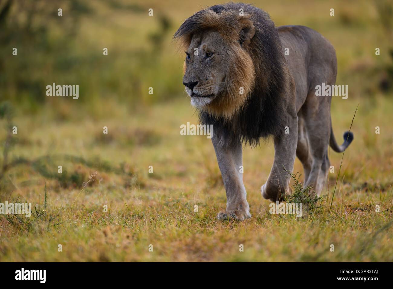 Male lion walking across the savannah, Masai Mara Reserve, Kenya Stock ...