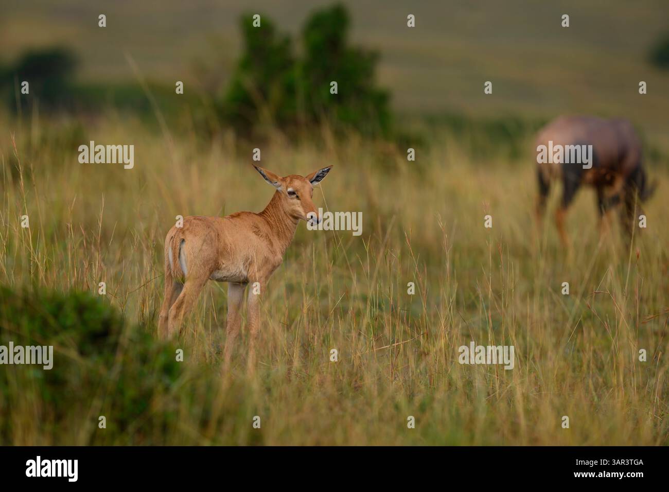 Hartebeest calf in the grassland, Masai Mara, Kenya Stock Photo - Alamy