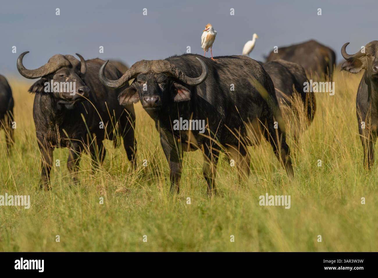 Male Cape buffalo in grassland, Masai Mara Reserve, Kenya Stock Photo ...