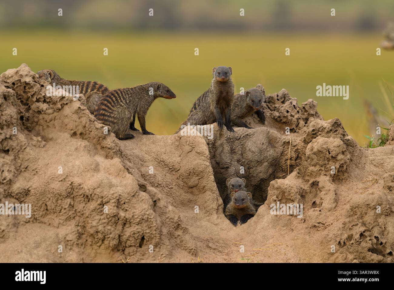 Mongoose family in termite mound hi-res stock photography and images ...