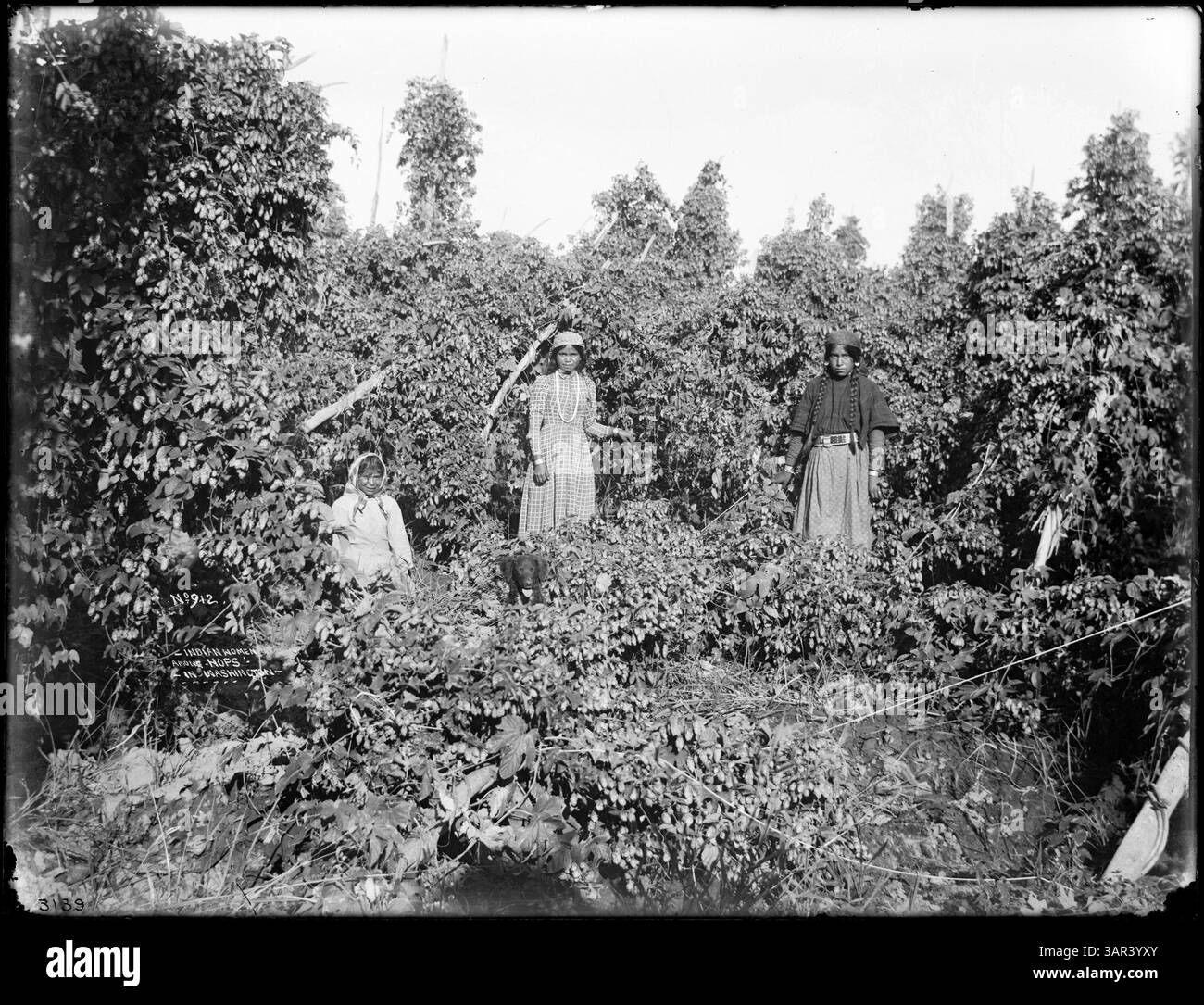 This Lee Moorhouse photograph shows tribal people picking hops in ...
