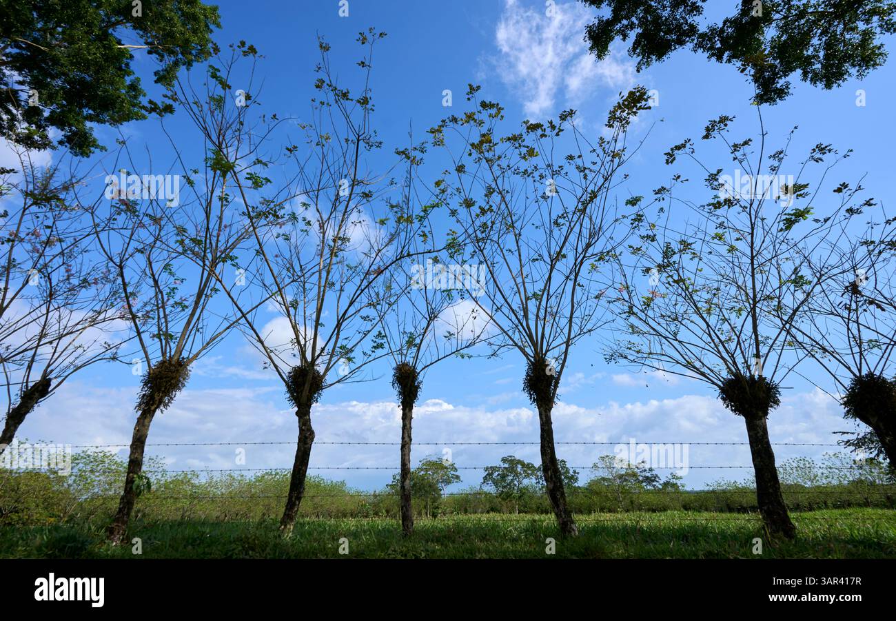 A row of fenceposts near Limón, Honduras. Made from stakes of ...