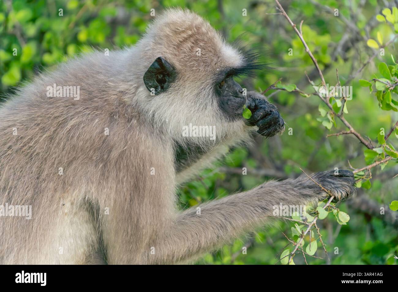 Wildlife in Yala National Park National Park, purple-faced langur or ...