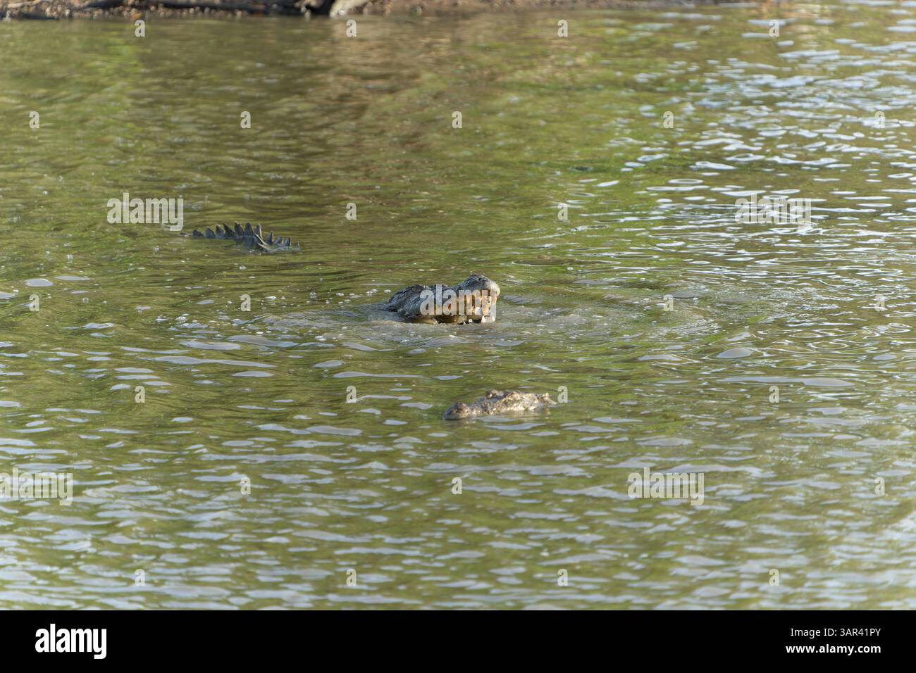 Crocodile or Crocodylus palustri submerged in pool with mouth open and ...