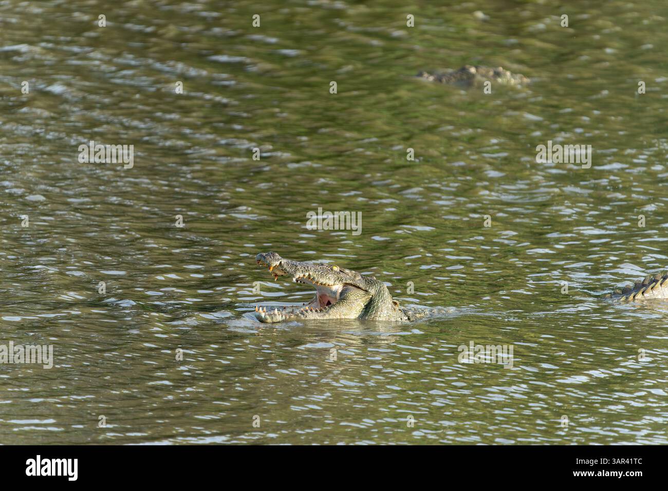 Crocodile or Crocodylus palustri submerged in pool with mouth open and ...