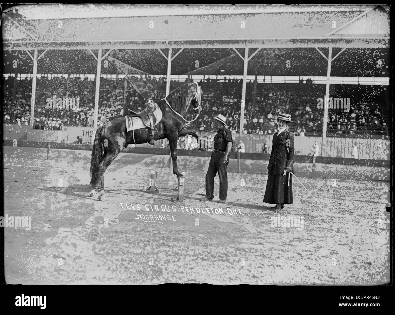 This photograph shows a trained horse act at the Elks Circus in ...