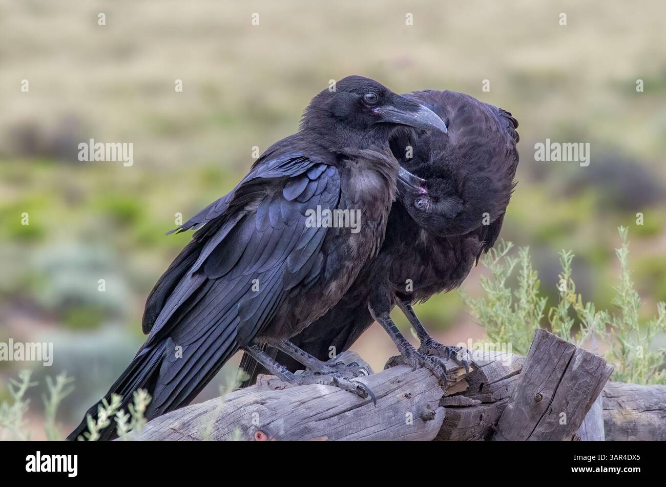 Two ravens hi-res stock photography and images - Alamy