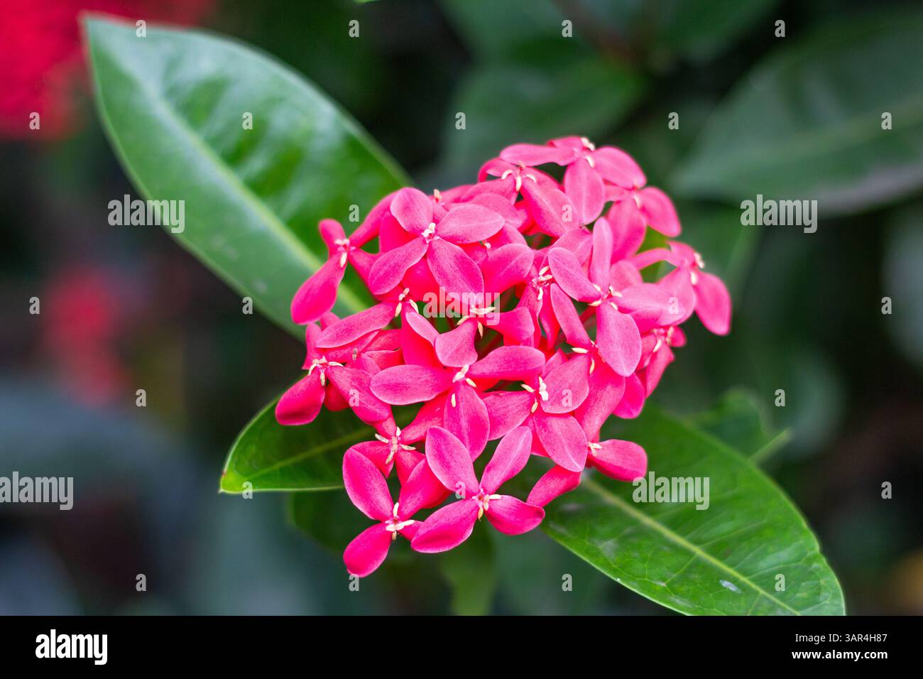 A cluster of pink Ixora flowers, locally known as santan, blooming ...