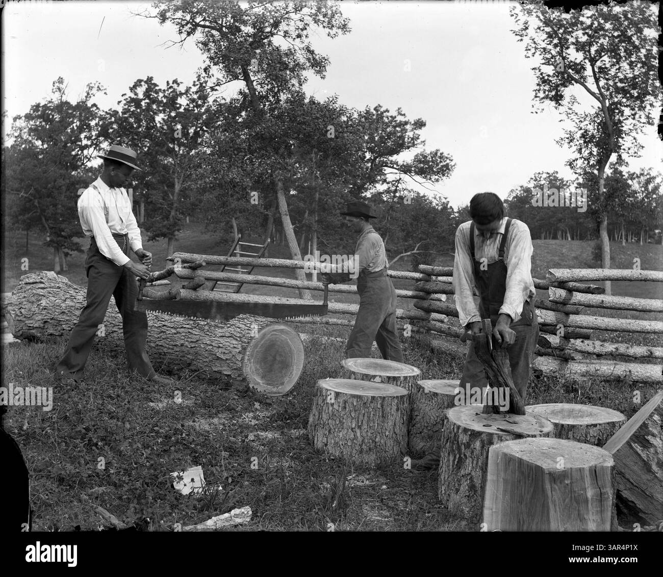 This historical photo shows two men using a two-man saw to fell a tree ...