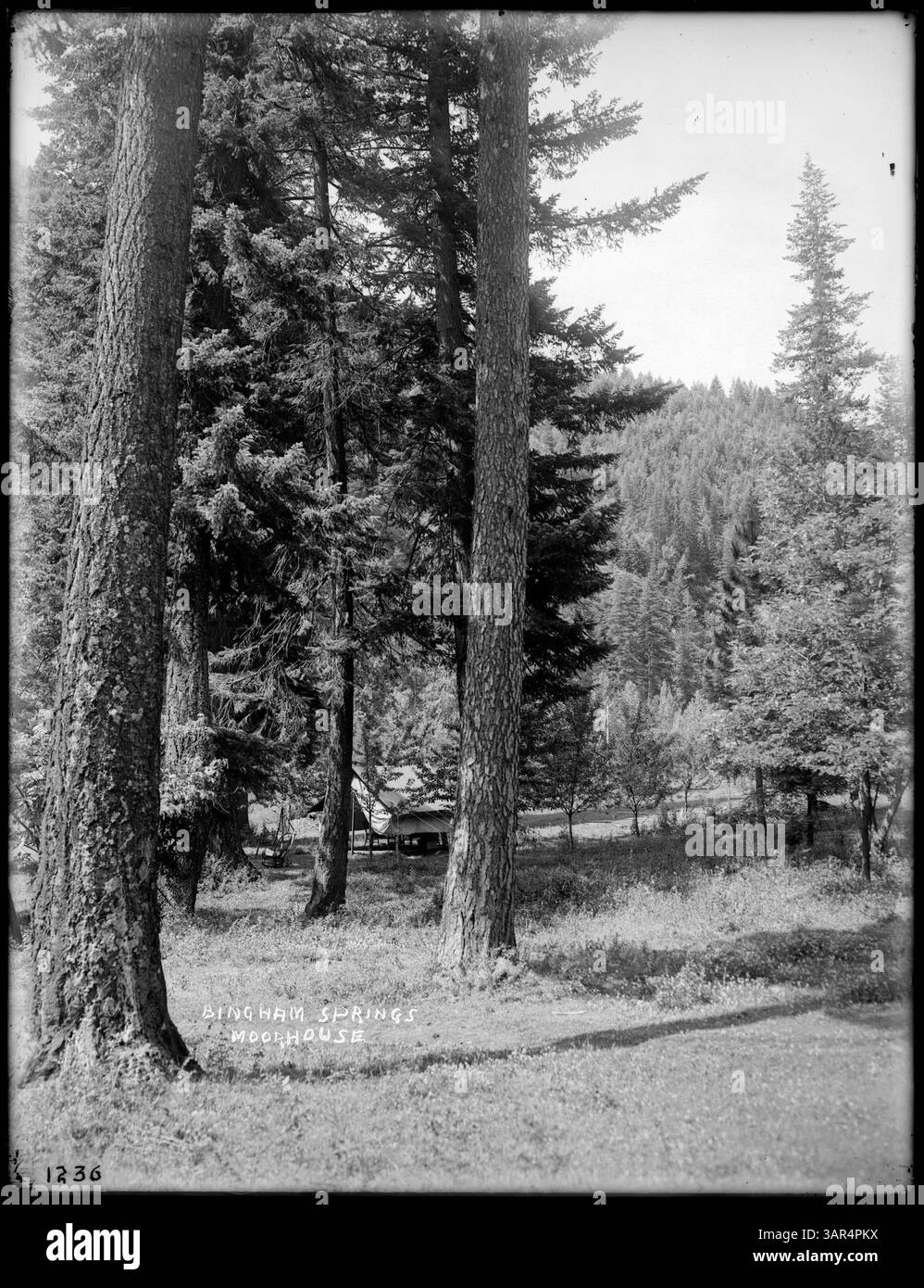 This photograph shows a camp set up at Bingham Springs, capturing the ...