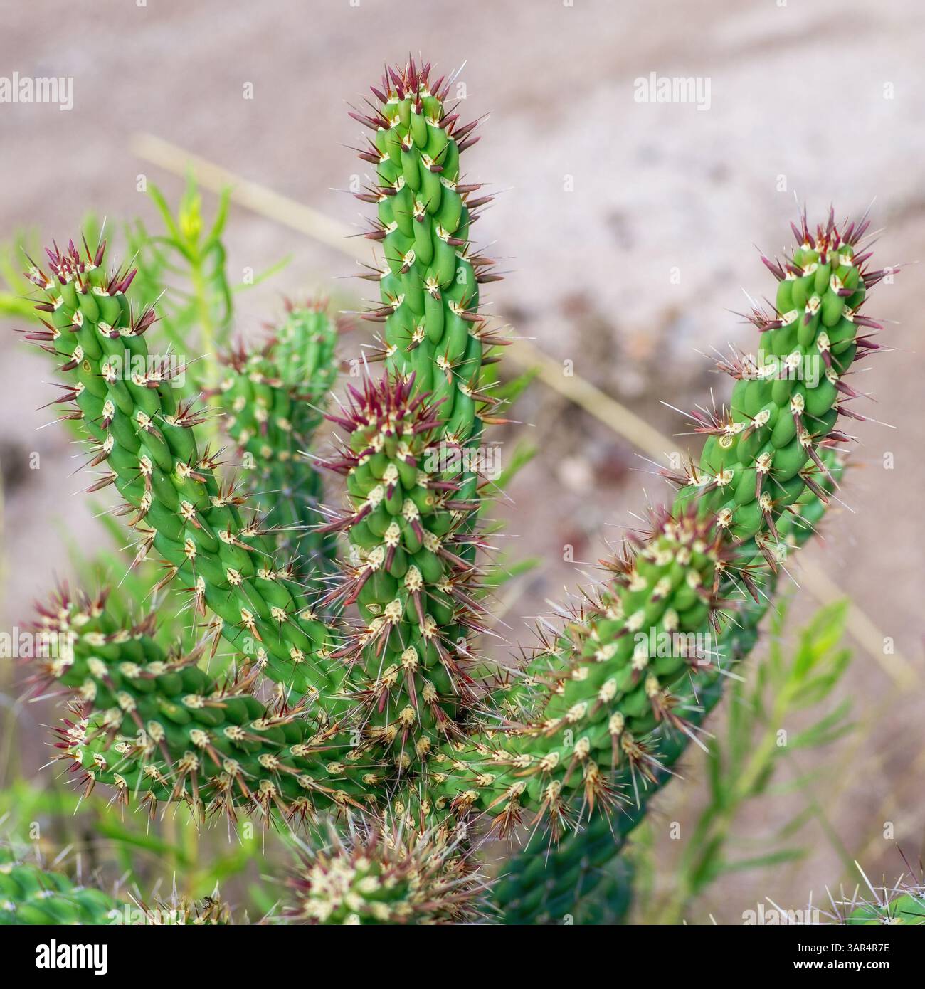 Green cactus hi-res stock photography and images - Alamy