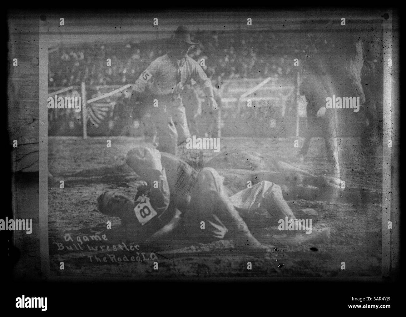 This photograph shows a game bull wrestler, capturing a moment in the ...