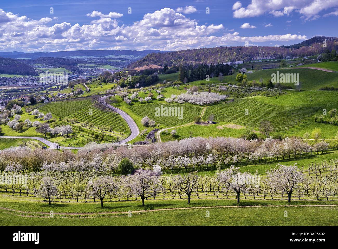 Cherry trees in bloom in a hilly landscape, Sissach, Canton Basel ...