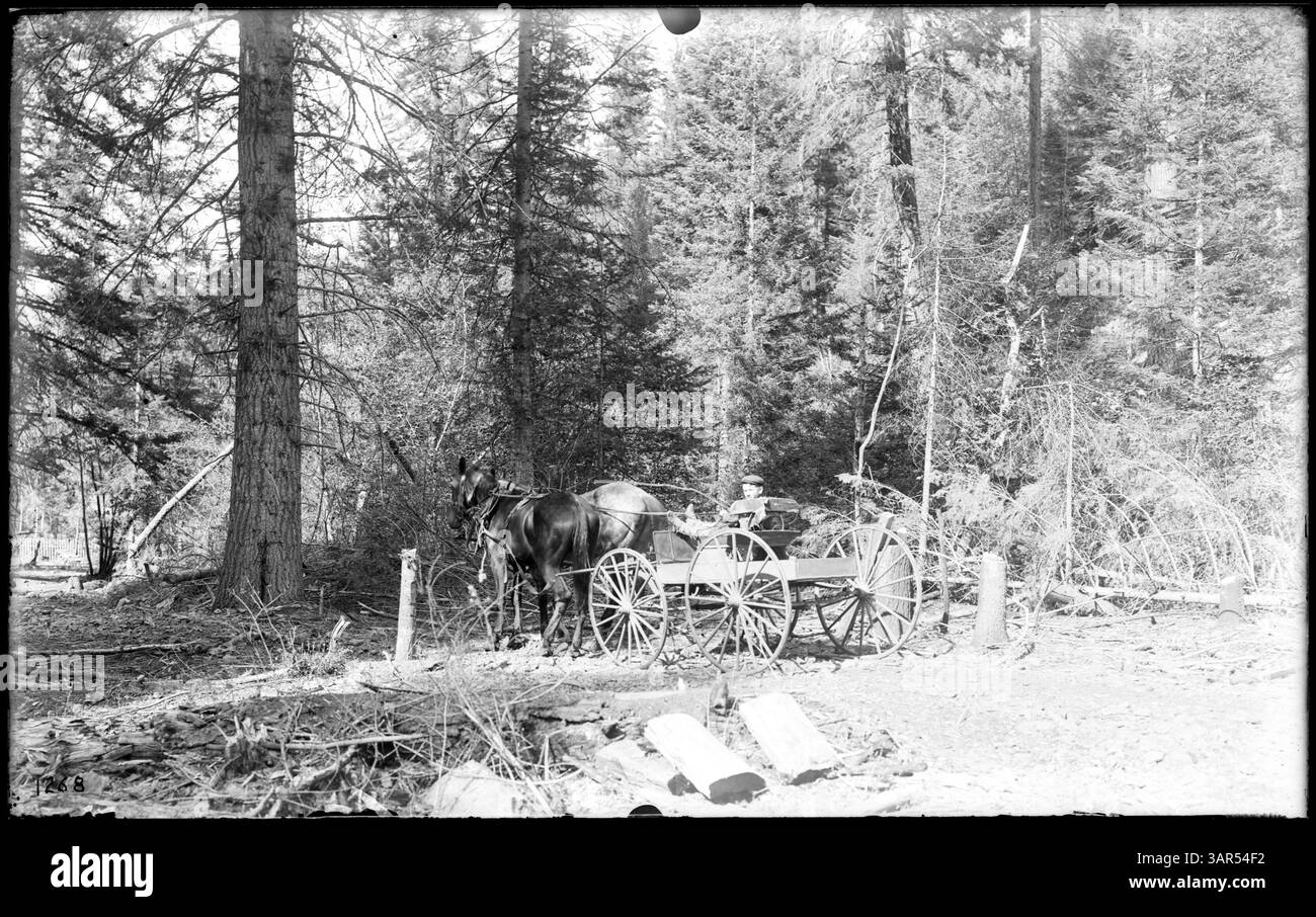 This black and white photograph shows horse-drawn carriages and coaches ...