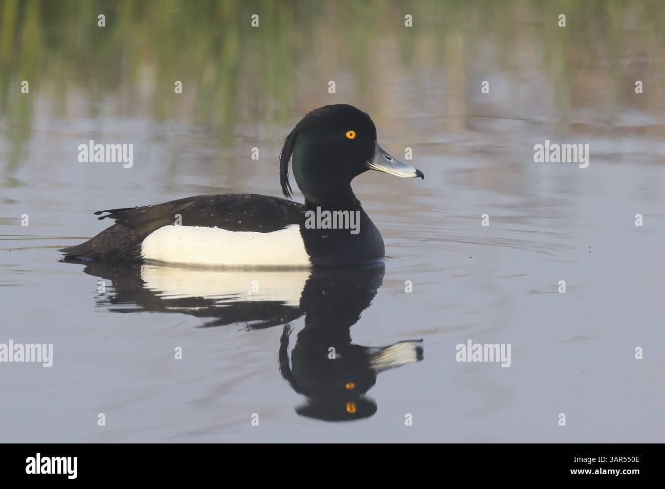 Tufted duck (Aythya fuligula), drake swimming on the water, wildlife ...