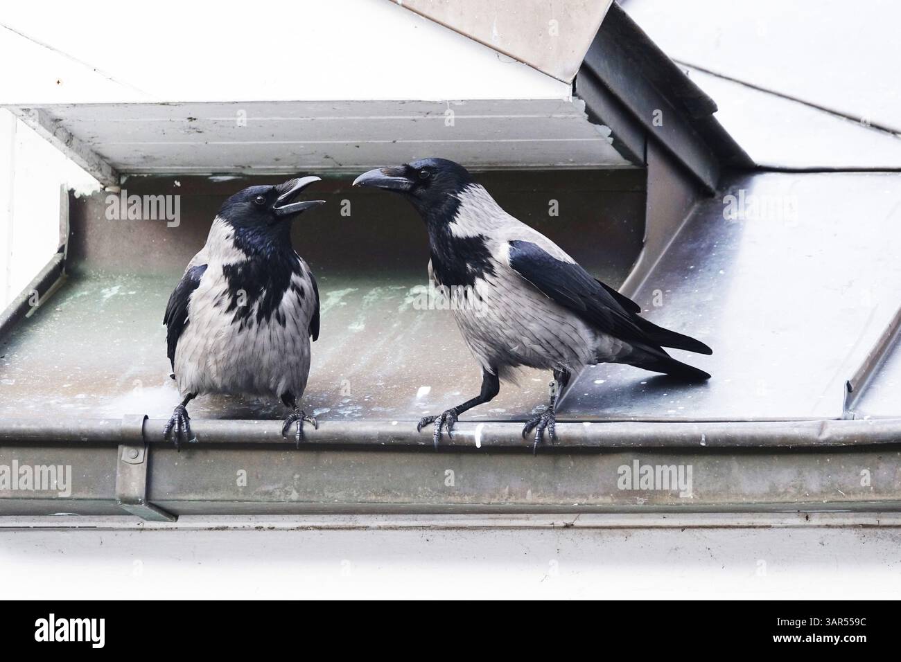 Two crows on a roof, Germany, Europe Stock Photo - Alamy