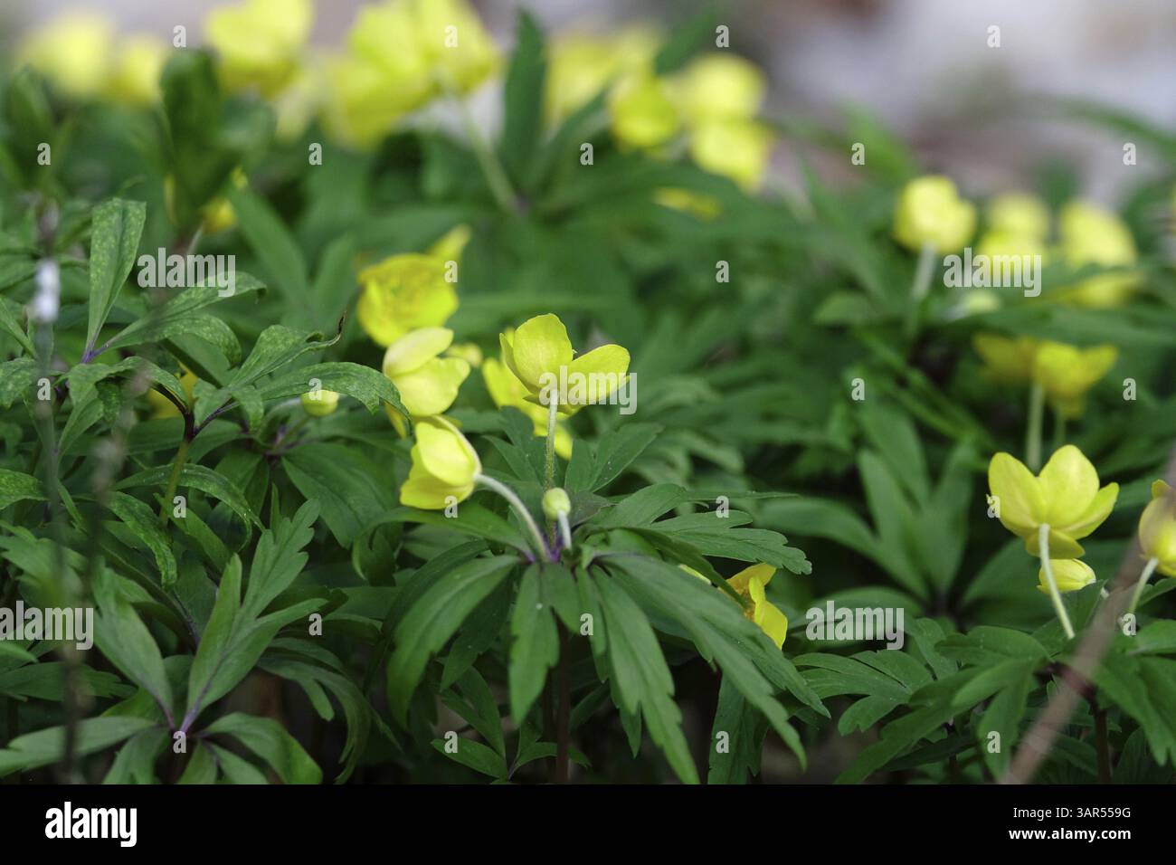 Yellow wood anemone, early April, Germany, Europe Stock Photo - Alamy