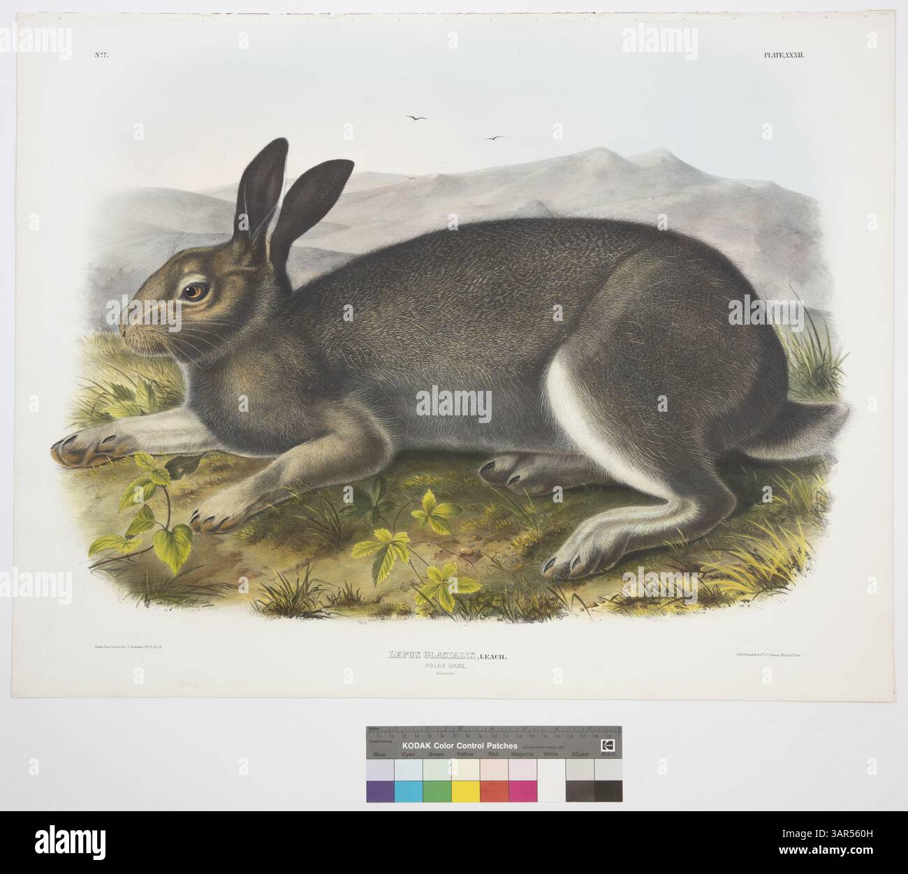 The Polar Hare (Lepus Glacialis), depicted in natural size, illustrates ...