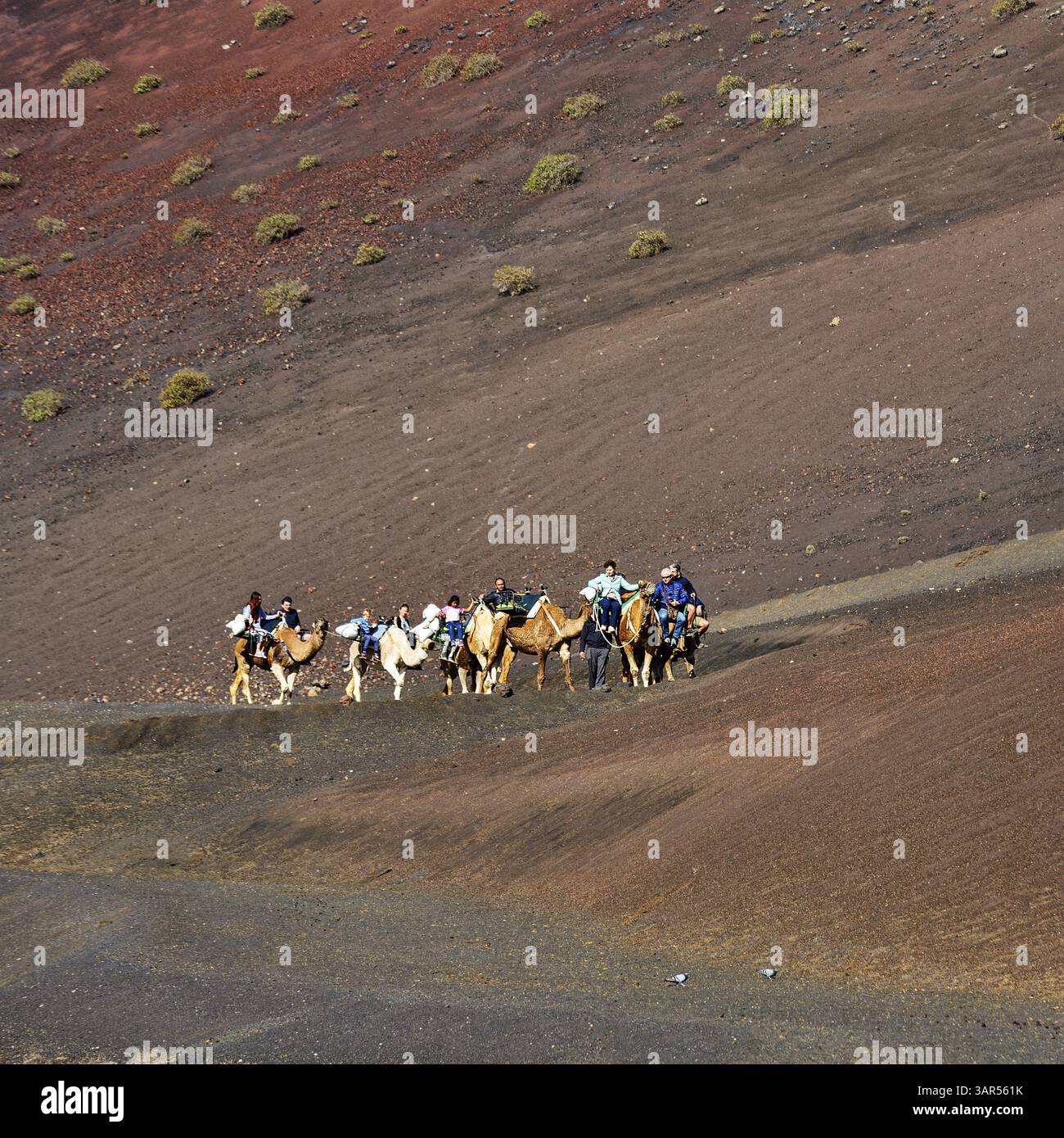 Guided camel tour for tourists, caravan, dromedaries (Camelus ...